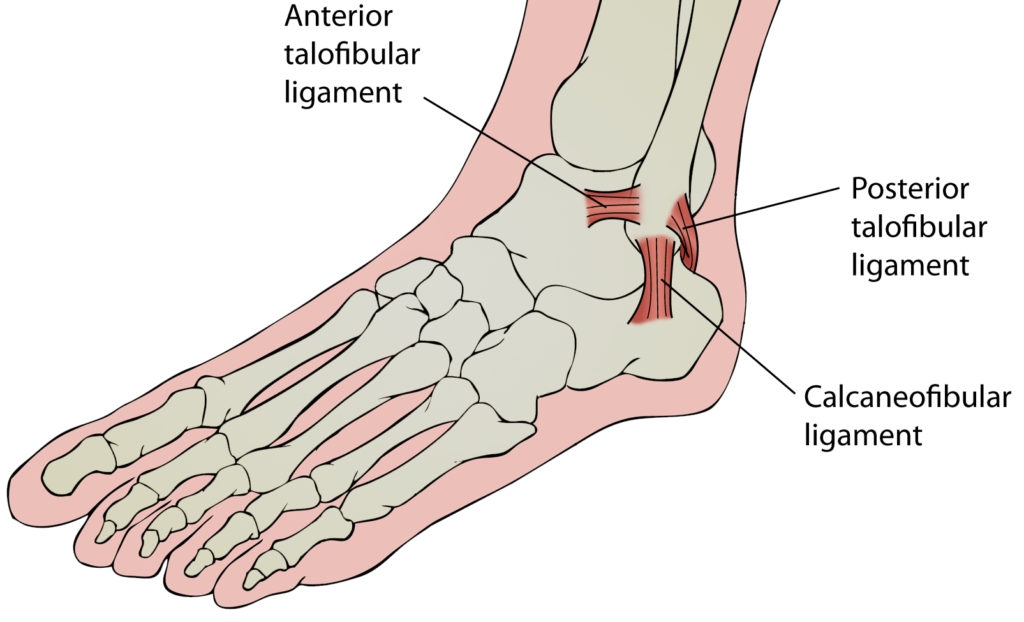 Sports Performance Bulletin - Muscles and tendons - Ankle sprains: a ...