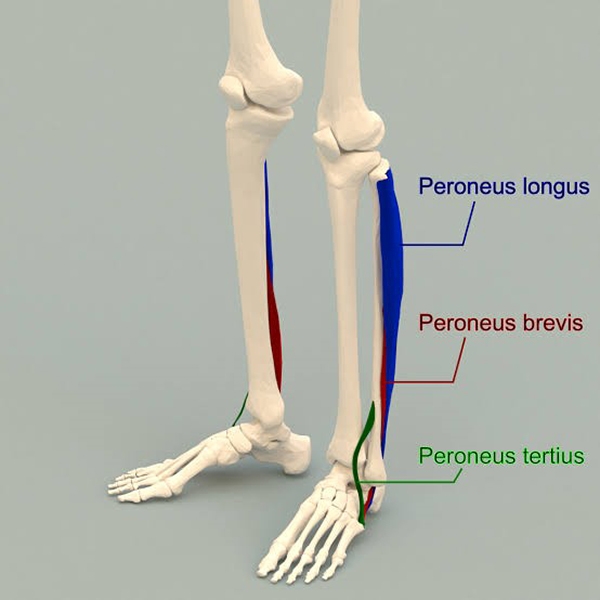 Sports Performance Bulletin - Muscles and tendons - Ankle sprains: a ...